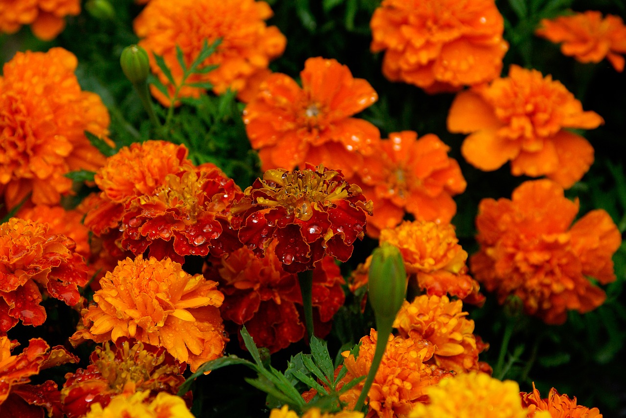 Marigolds, the Birth Flower of October - Jersey Shore Scene